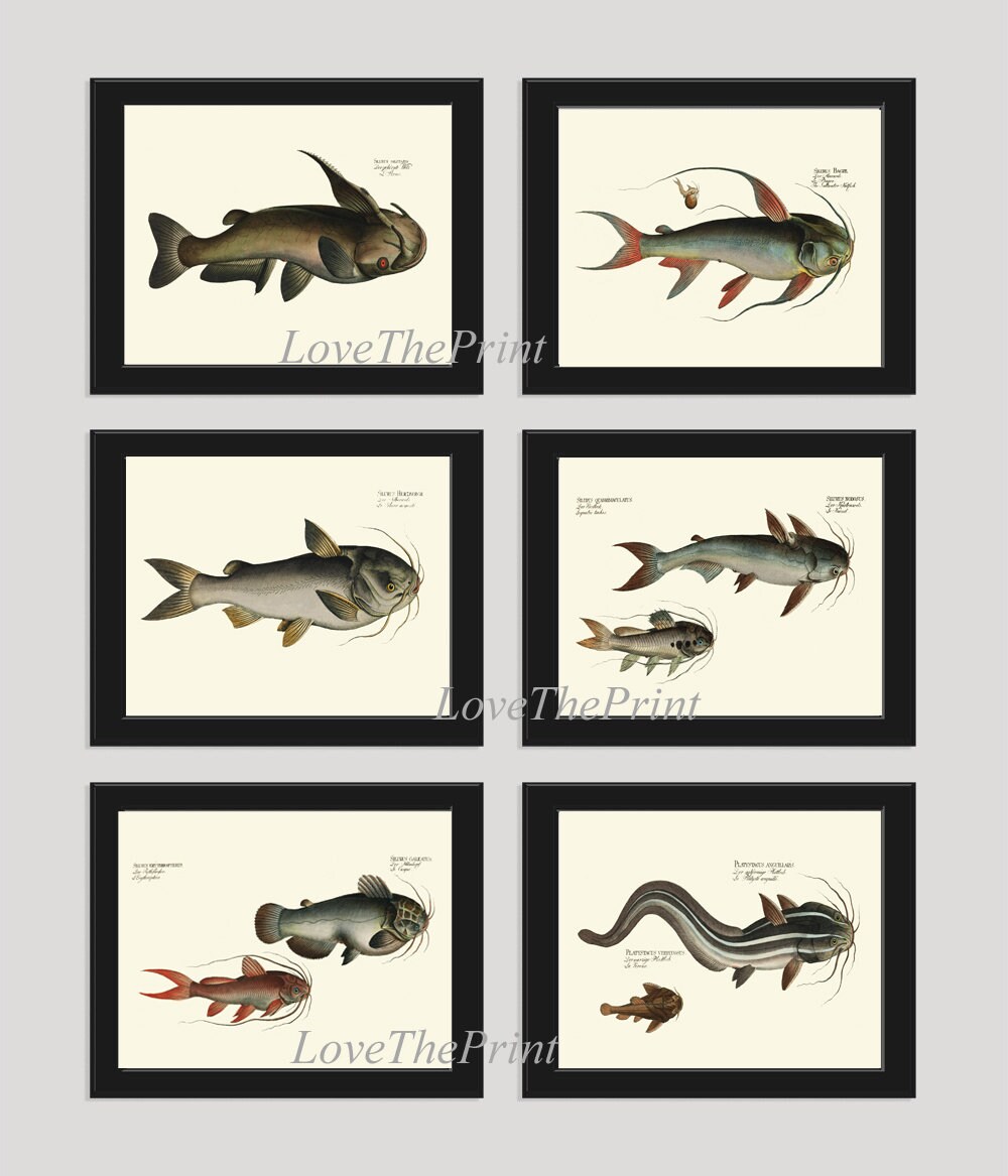Fish Catfish Print Set of 6 Antique Beautiful Wall Art | Etsy
