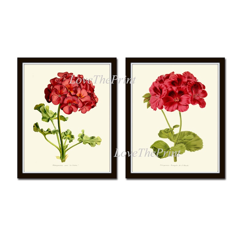 Geranium Print - Etsy