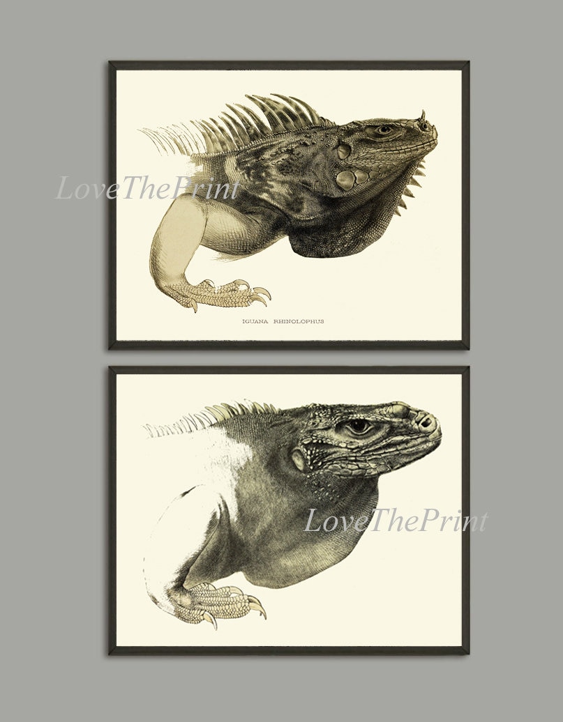 Iguana Print Set of 2 Beautiful Lizards Pet Tropical Nature ...