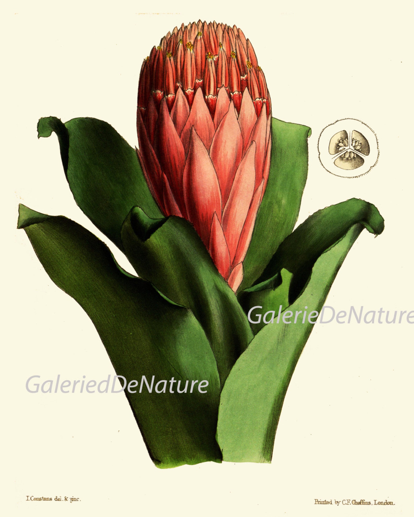 BOTANICAL PRINT Flower Art P37 4x6 5x7 8x10 11x14 Beautiful Pink Orange ...