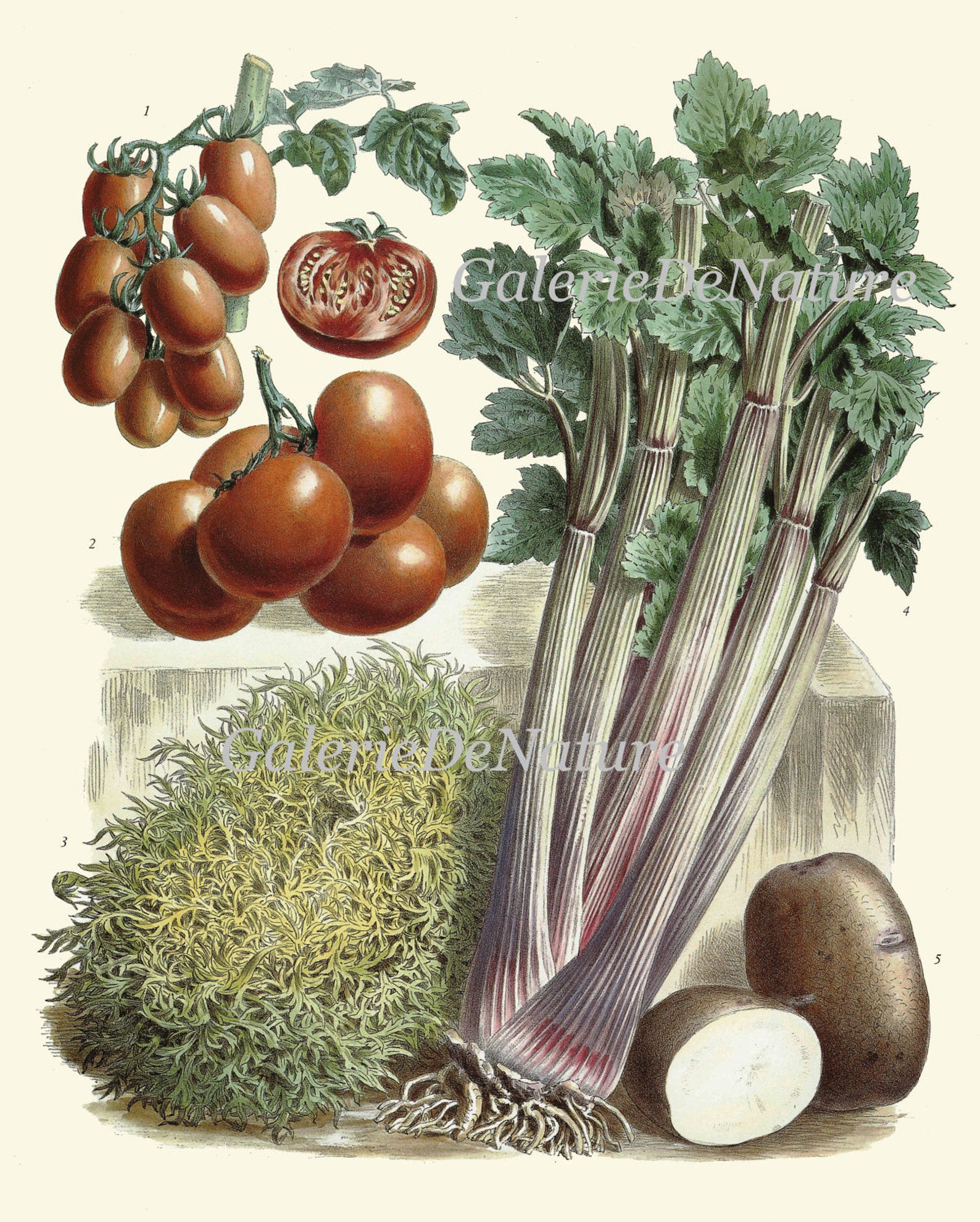 Vegetable Print Set of 4 Wall Art Beautiful Antique Garden - Etsy