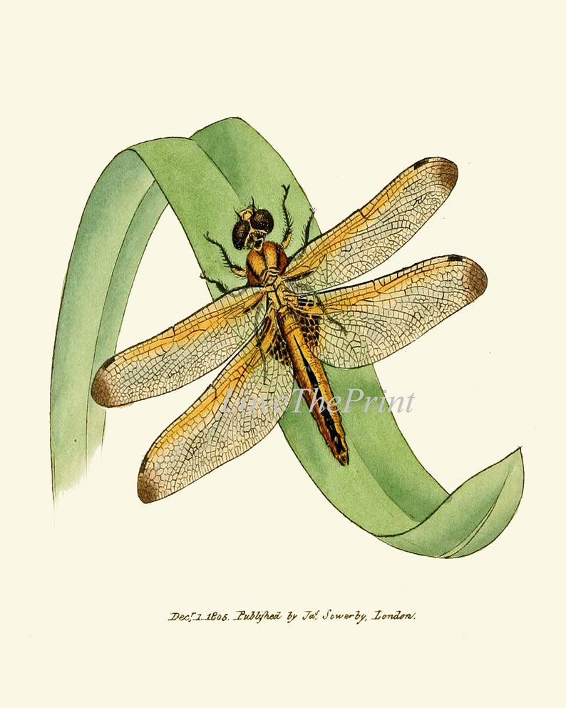 Dragonfly Print Set of 2 Beautiful Antique Vintage Dragonflies Spring ...