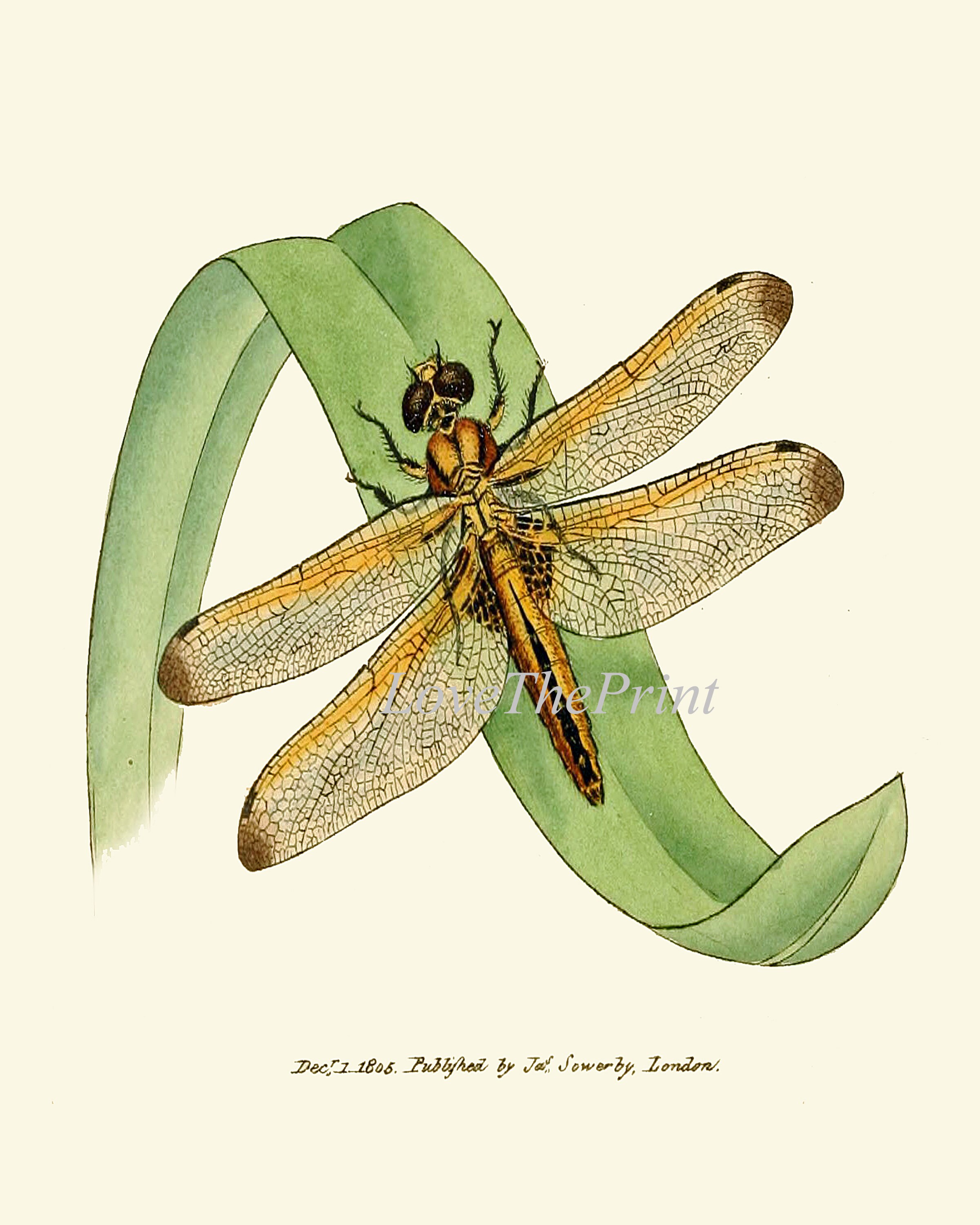 Dragonfly Print Set of 2 Beautiful Antique Vintage Dragonflies - Etsy