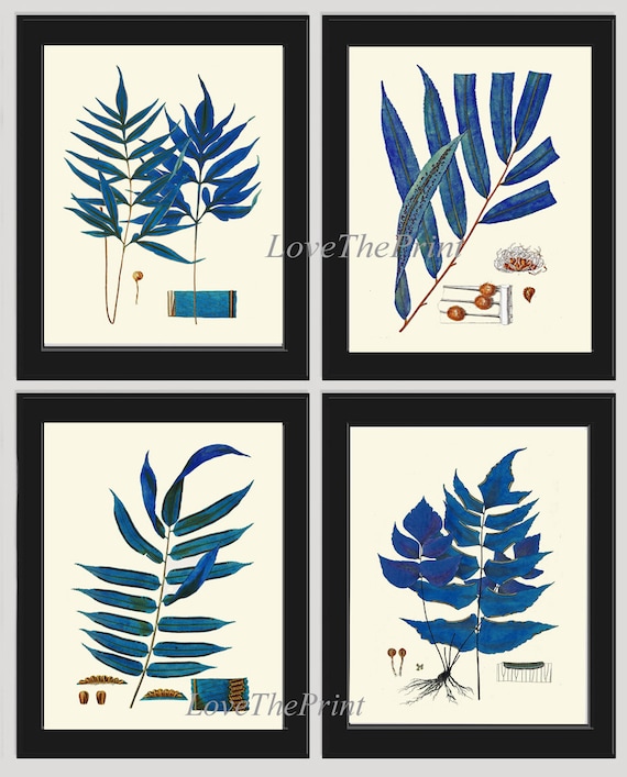 Blue Fern Botanical Wall Art Print Set of 4 Beautiful Ferns - Etsy