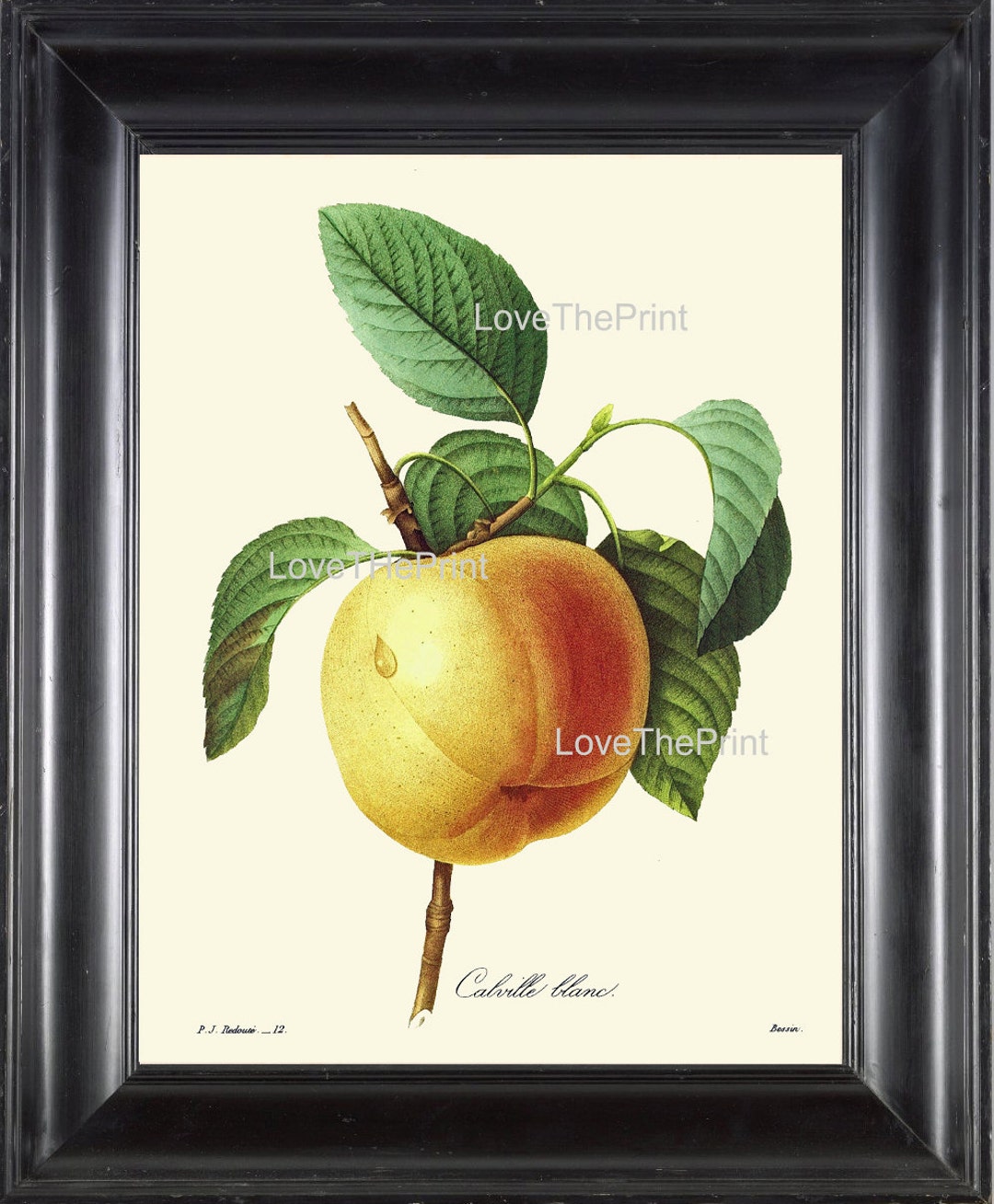 Botanical Art Print R70 Large Beautiful Apple Fruit Tree Antique Garden ...