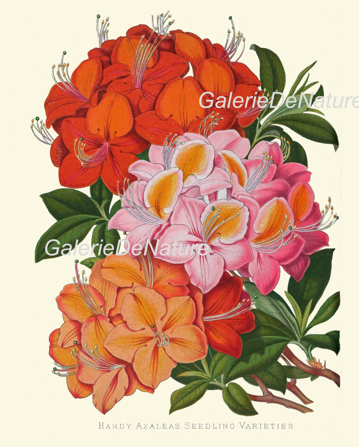 Botanical Tropical Flowers Art Print Set of 6 Beautiful - Etsy