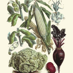 Vegetable Print Set of 6 Wall Art Beautiful Antique French Garden ...