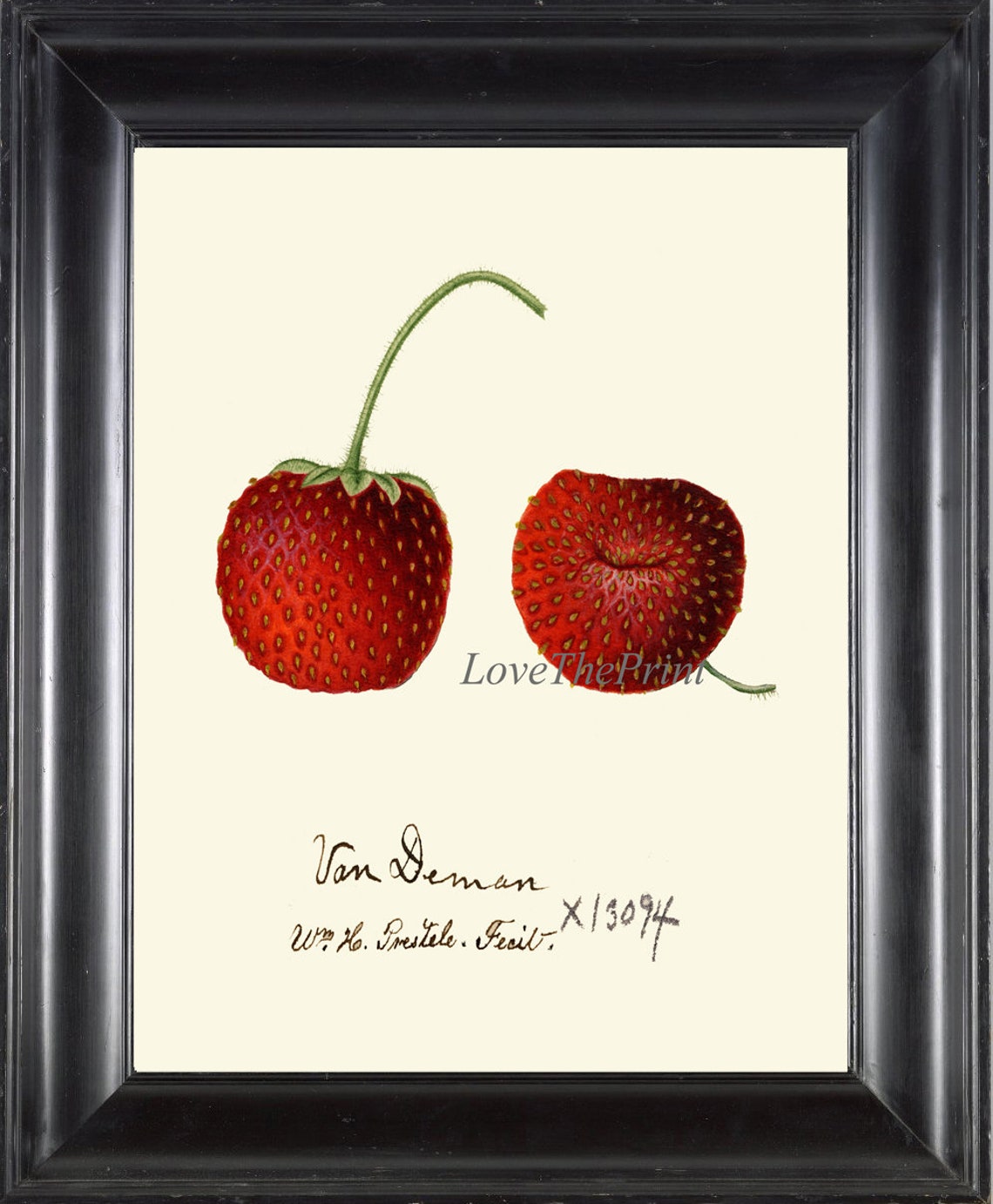 Strawberries Print US99 Beautiful Botanical Antique Red Berry ...