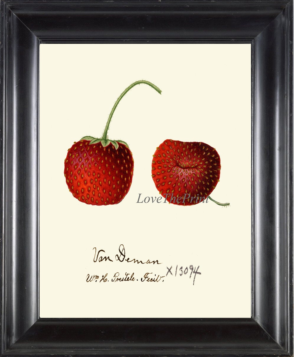 Strawberries Print US99 Beautiful Botanical Antique Red Berry ...