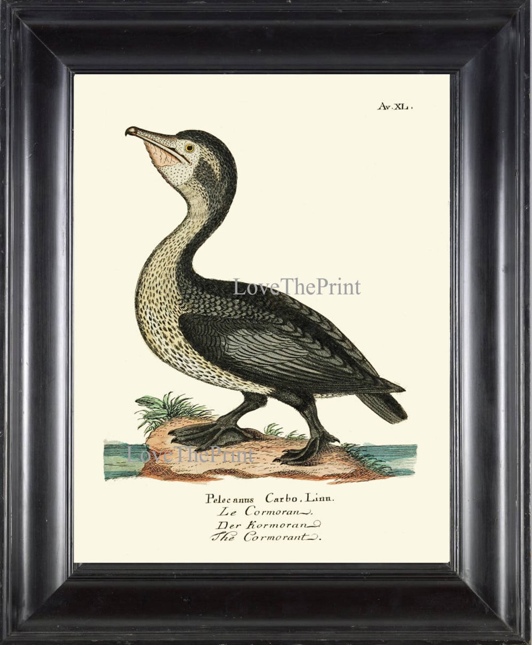Bird Art Print HJF7 Beautiful Antique Cormorant Seabird Sea Ocean ...