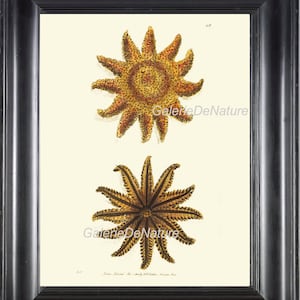 Sea Star Print Art NS5 4x6 5x7 8x10 11x14 Beautiful Sea Star Fish Ocean ...