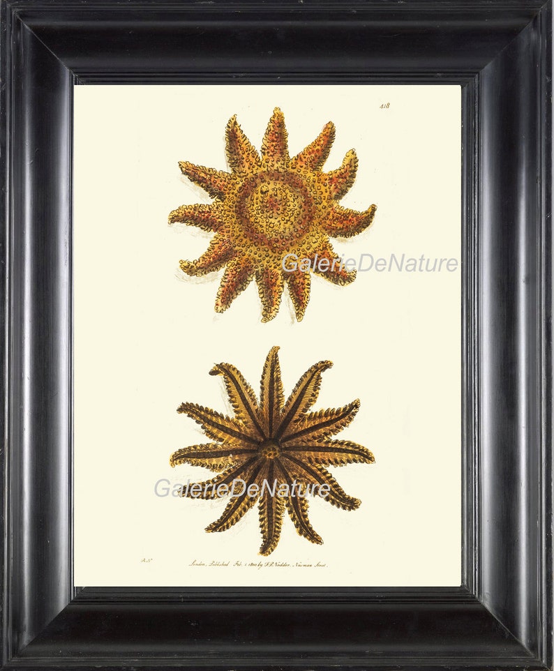 Sea Star Print Art NS5 4x6 5x7 8x10 11x14 Beautiful Sea Star | Etsy