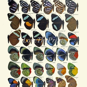 Beautiful Butterflies Chart PRINT SET of 6 Antique Vintage Butterfly ...