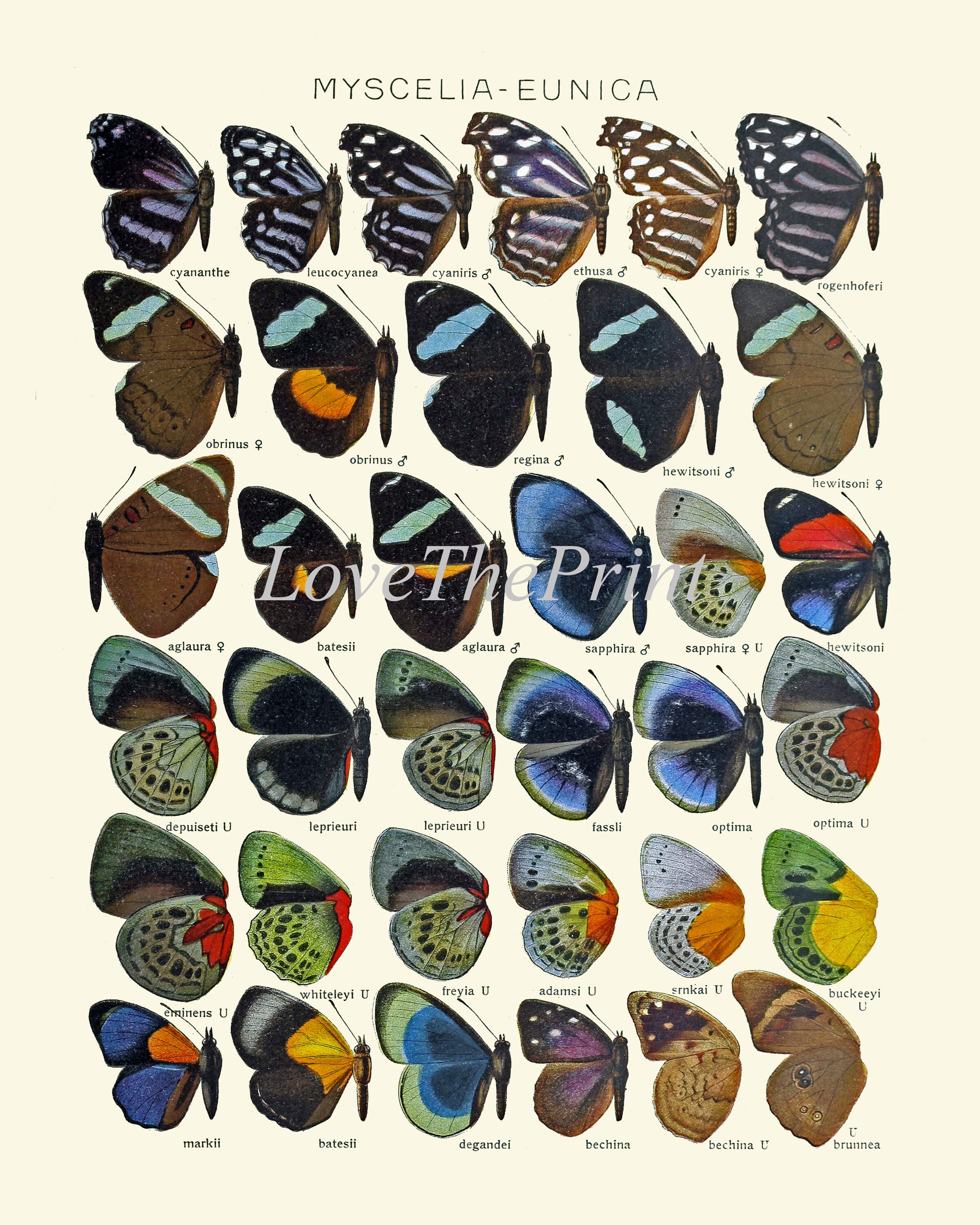 Beautiful Butterflies Chart PRINT SET of 6 Antique Vintage Butterfly ...