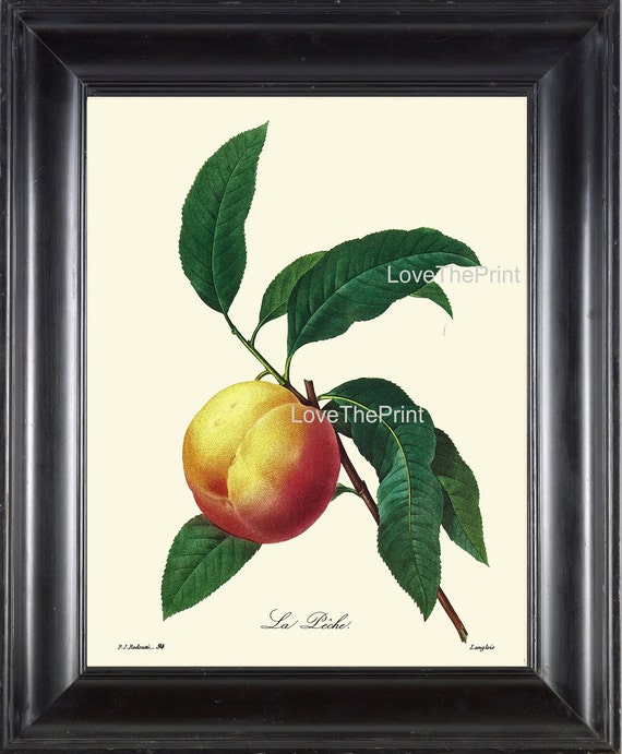 Botanical Art Print R72 Beautiful Large Peach Fruit Tree | Etsy