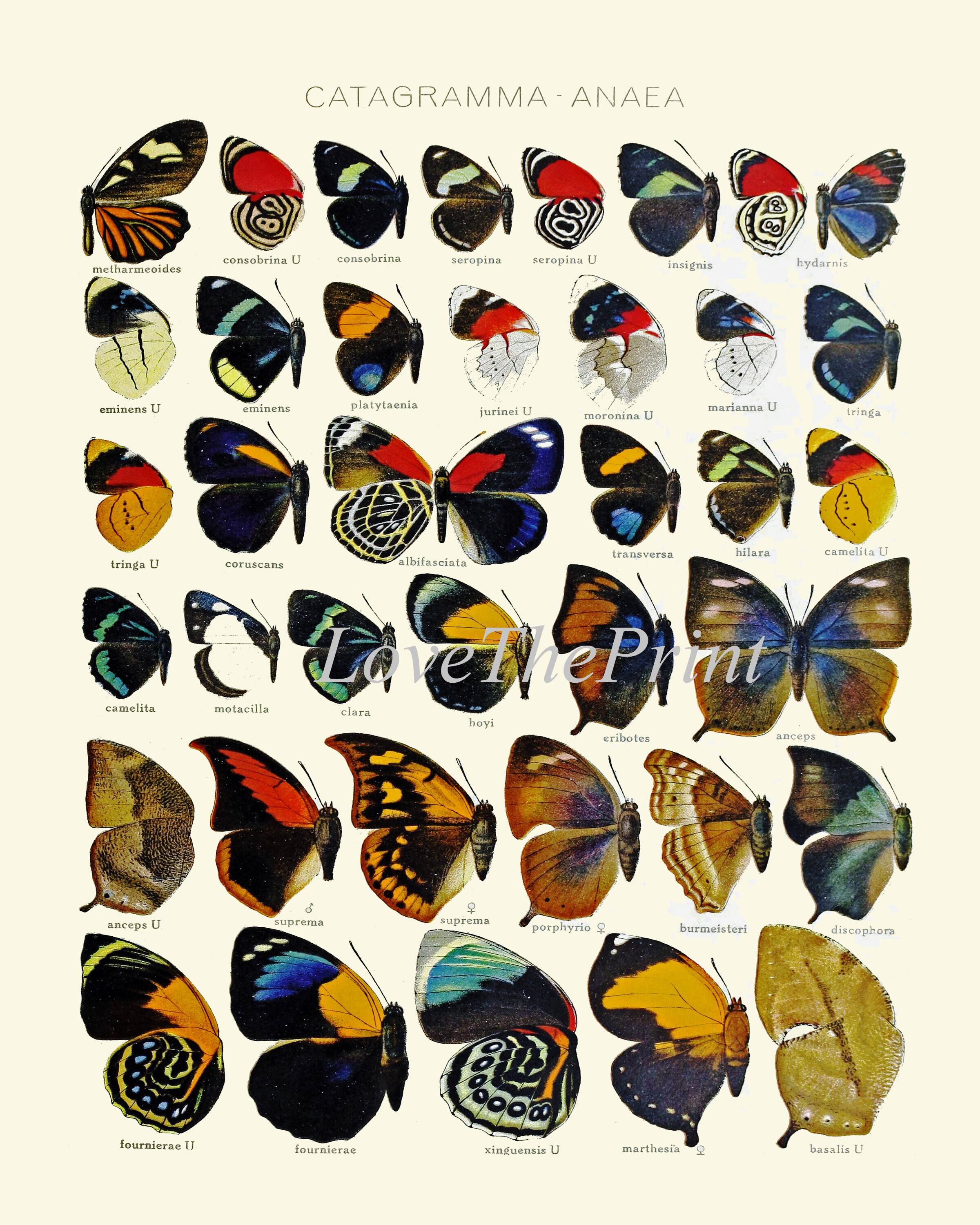 Beautiful Butterflies Chart PRINT SET of 6 Antique Vintage Butterfly ...