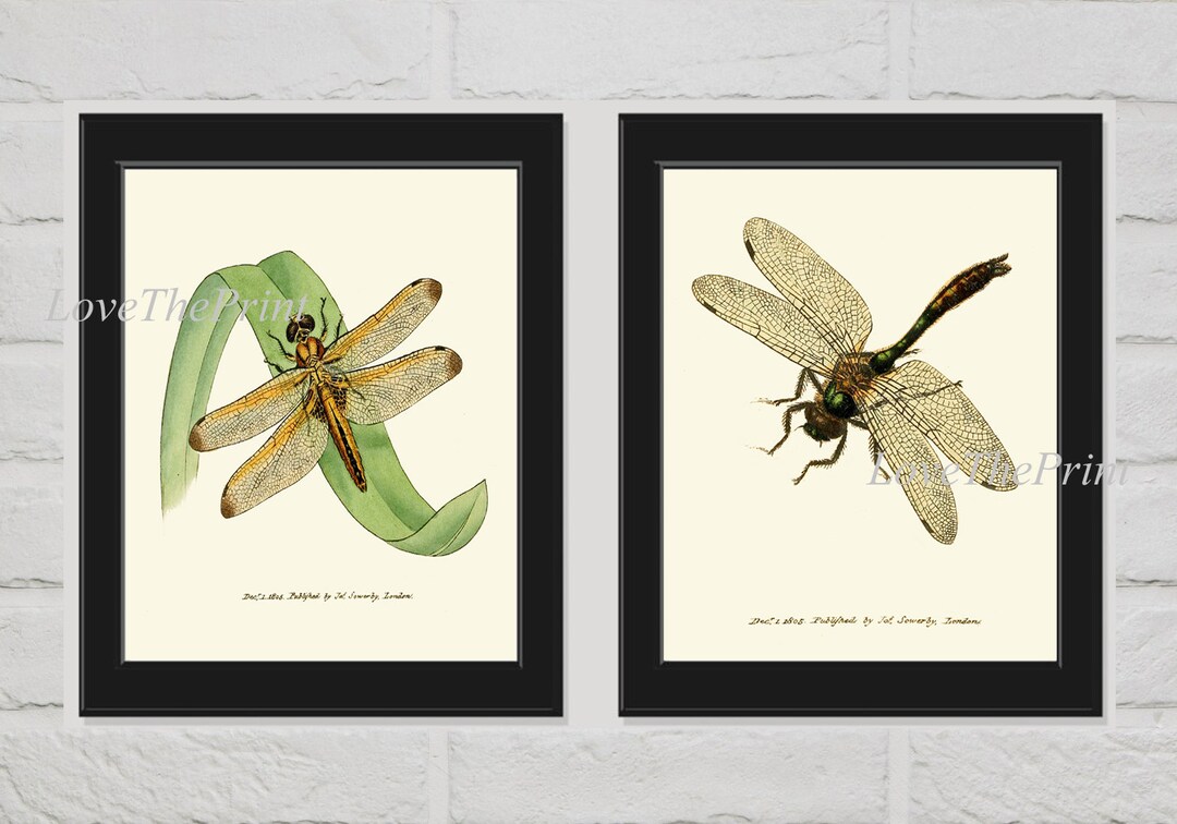 Dragonfly Print Set of 2 Beautiful Antique Vintage Dragonflies Spring ...