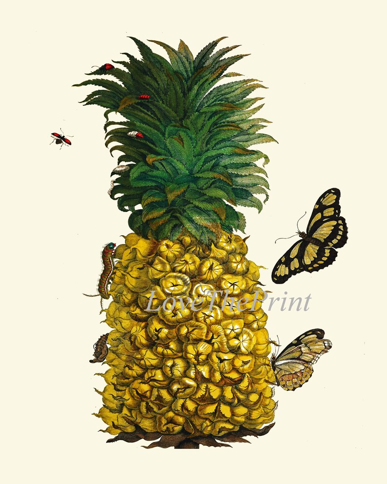 Pineapple Tropical Wall Art Set of 3 Prints Beautiful Antique Vintage ...