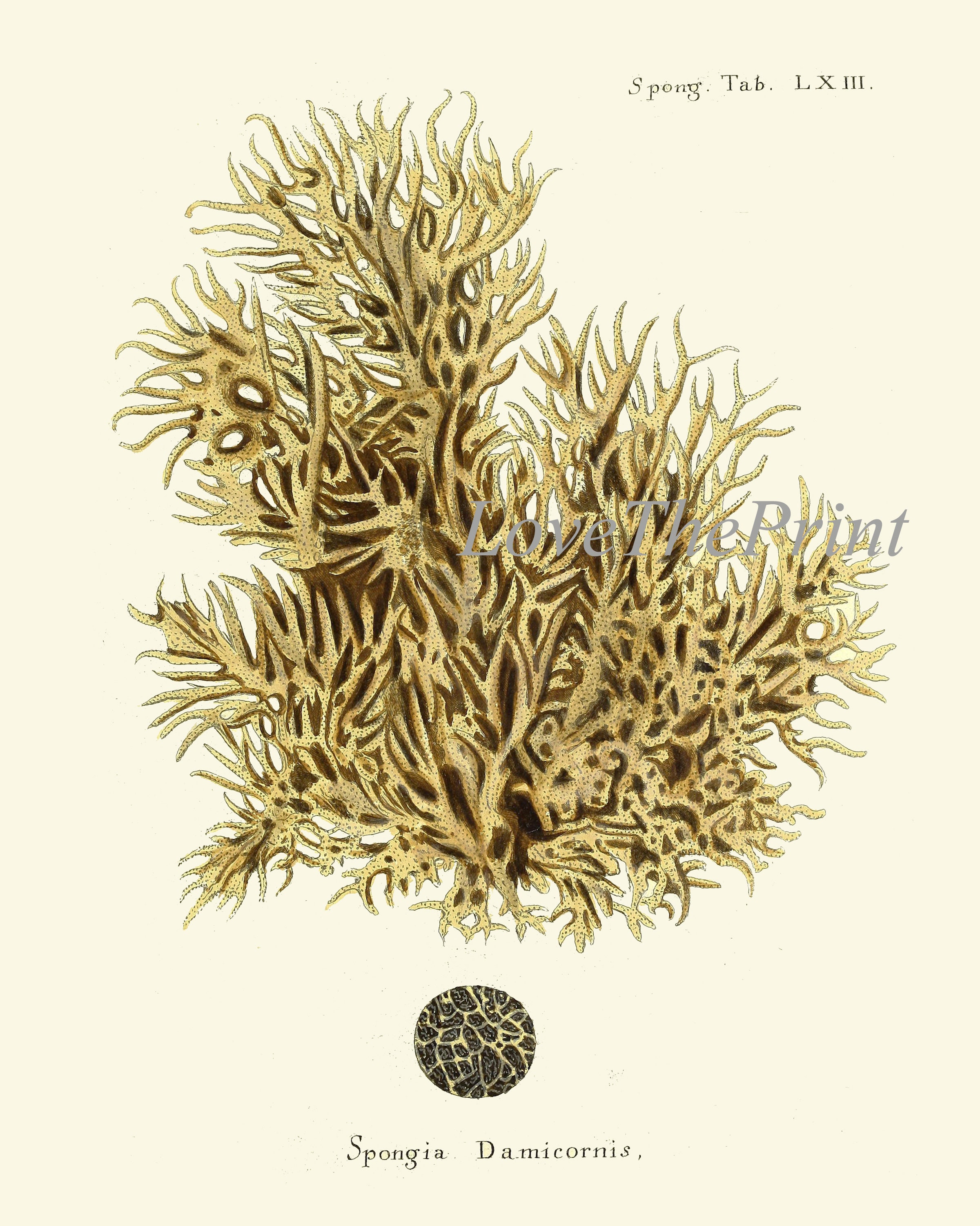 Coral Print Set of 2 Prints Beautiful Antique Vintage Tropical Coastal ...