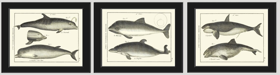 Dolphin Art Print Set of 3 Antique Beautiful Ocean Sea Marine Nature ...