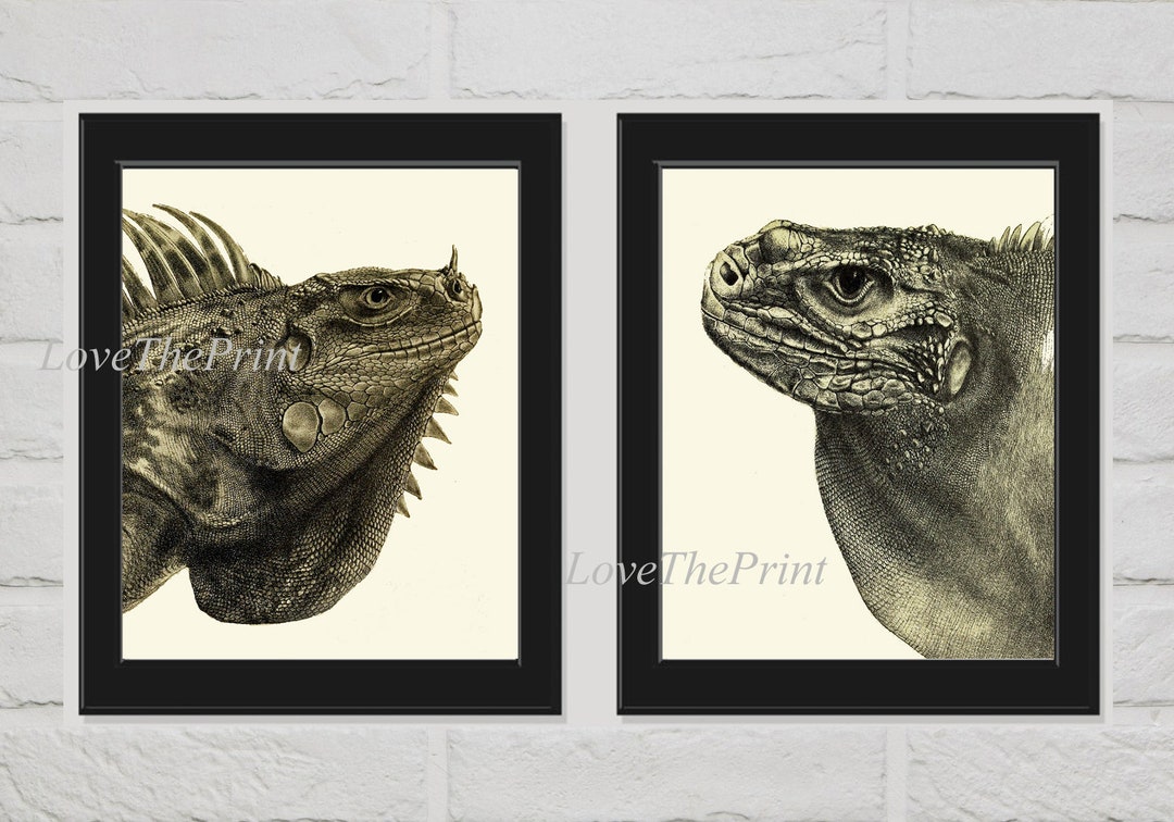 Iguana Print Set of 2 Beautiful Antique Vintage Lizards Tropical Nature ...
