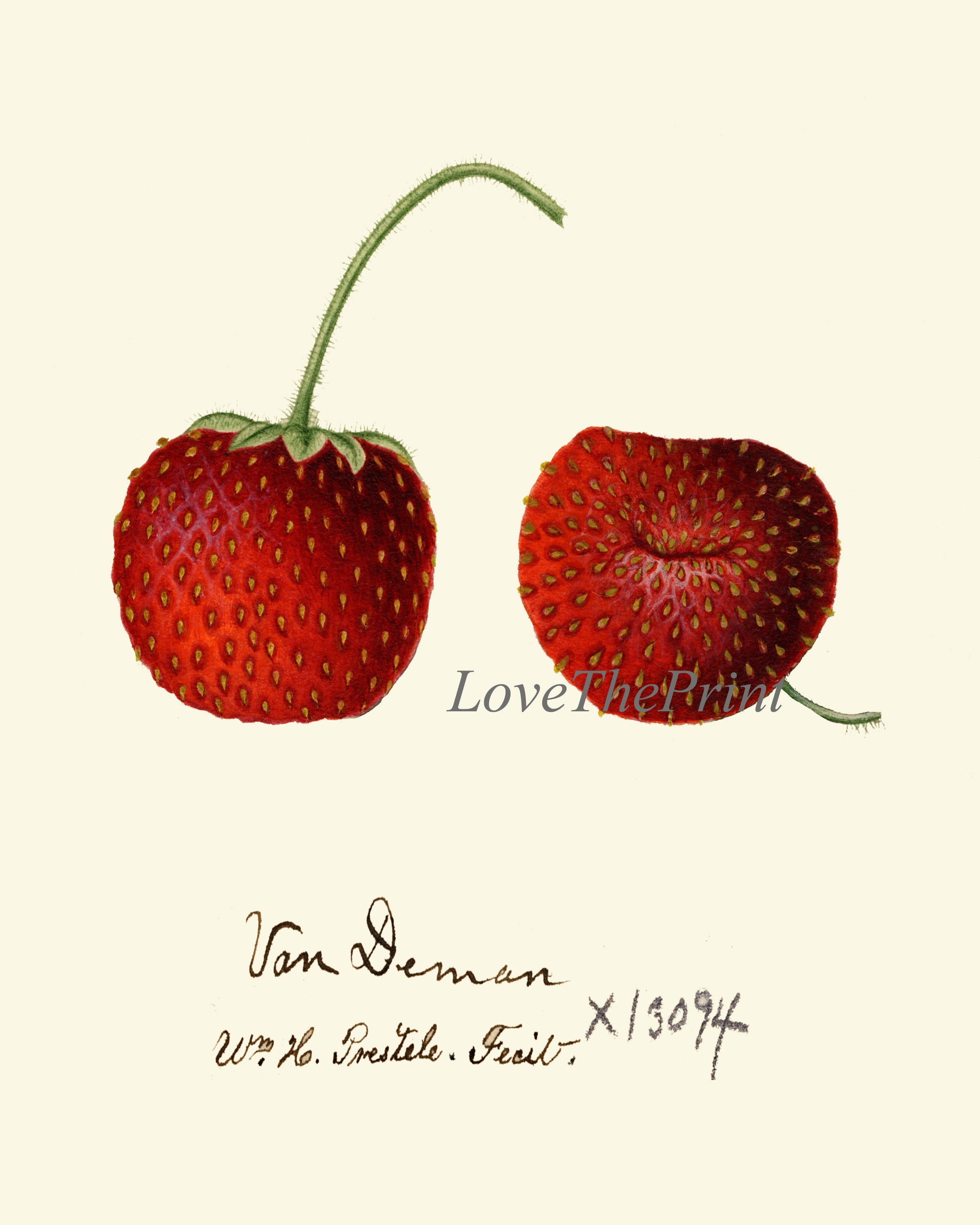 Strawberries Print US99 Beautiful Botanical Antique Red Berry ...
