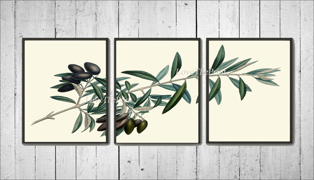 Olive Tree Leaf Print Wall Art Set of 3 Prints Beautiful Italy Italian ...