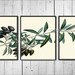 Olive Tree Leaf Print Wall Art Set of 3 Prints Beautiful Italy Italian ...