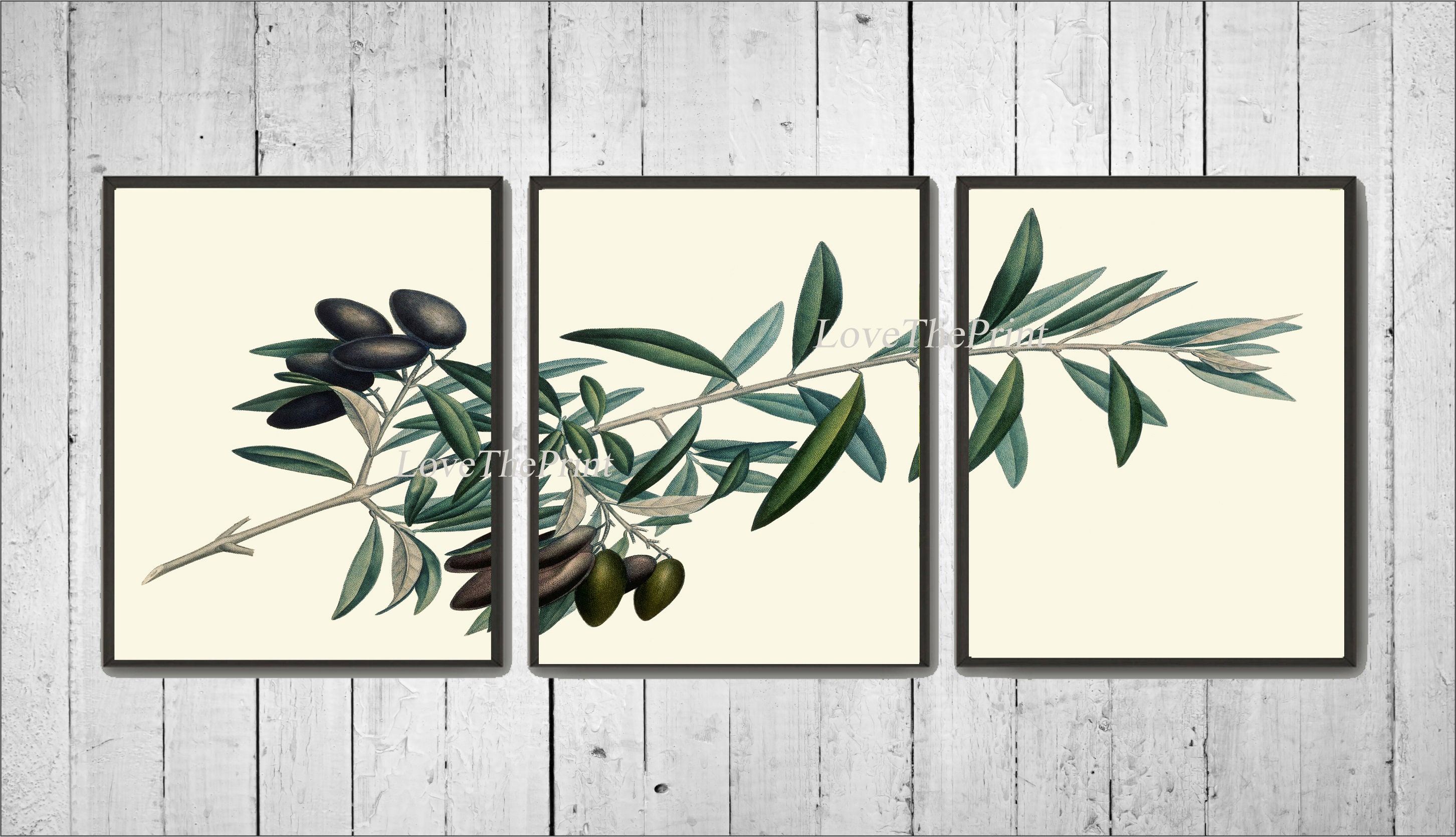 Olive Tree Leaf Print Wall Art Set of 3 Prints Beautiful Italy Italian ...