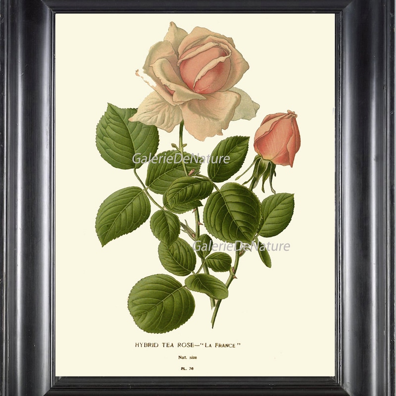 Botanical Rose Print - Etsy