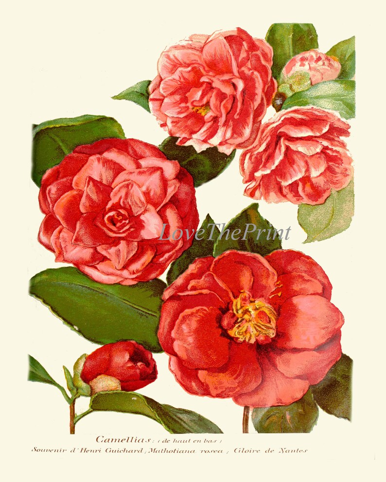 Red Flowers Botanical Prints Set of 3 Beautiful Antique - Etsy