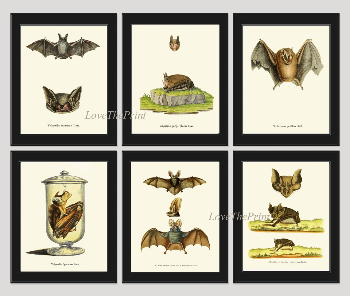Bats Print Wall Art Home Decor Set of 6 Prints Beautiful Nighttime Life ...