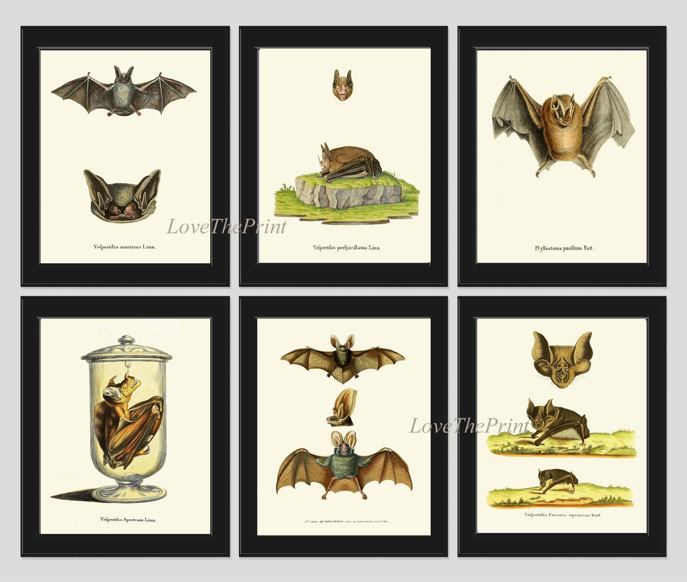 Bats Print Wall Art Home Decor Set of 6 Prints Beautiful | Etsy