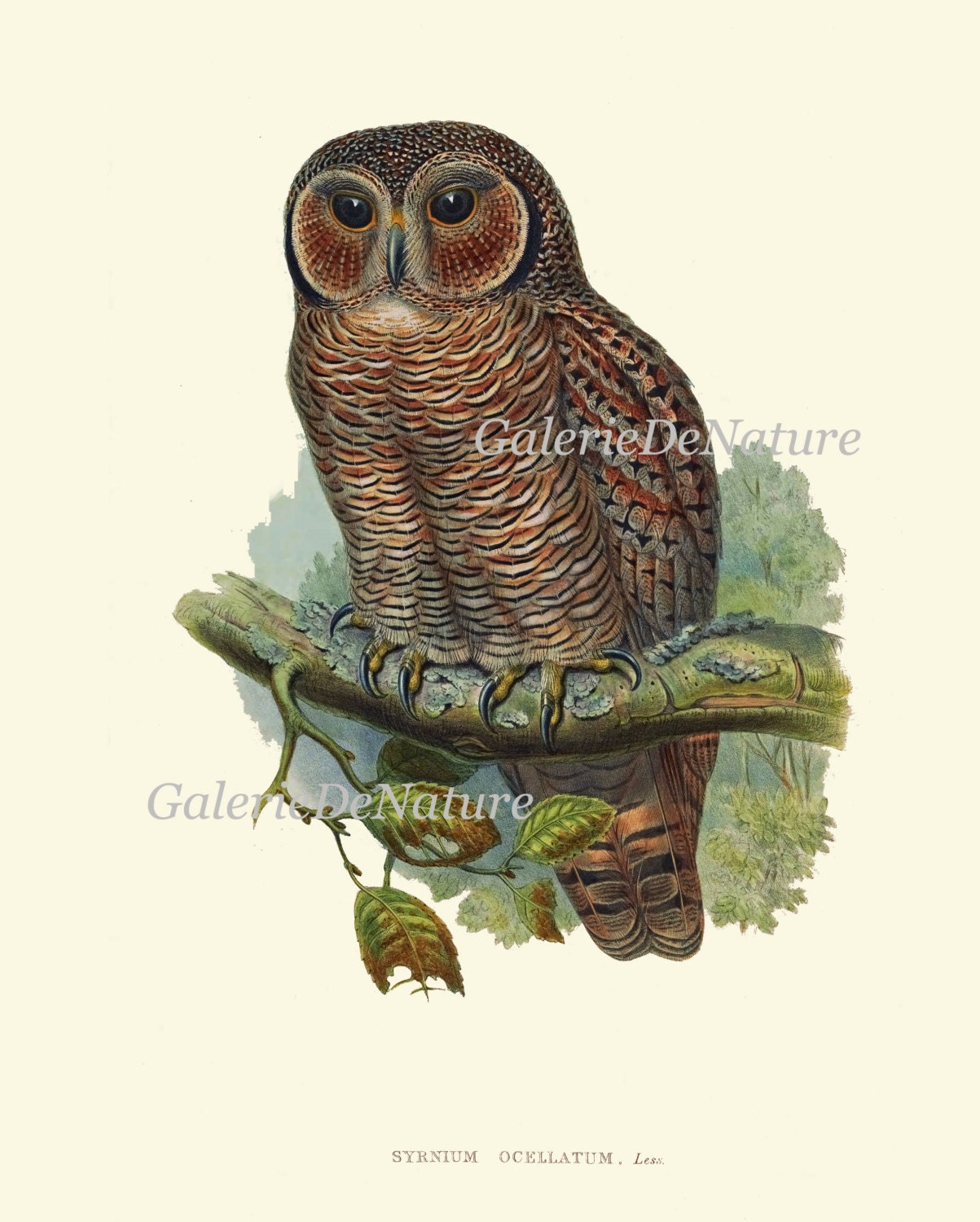 Owl Print Wall Art 4 Beautiful Antique Large Bird Green Tree | Etsy