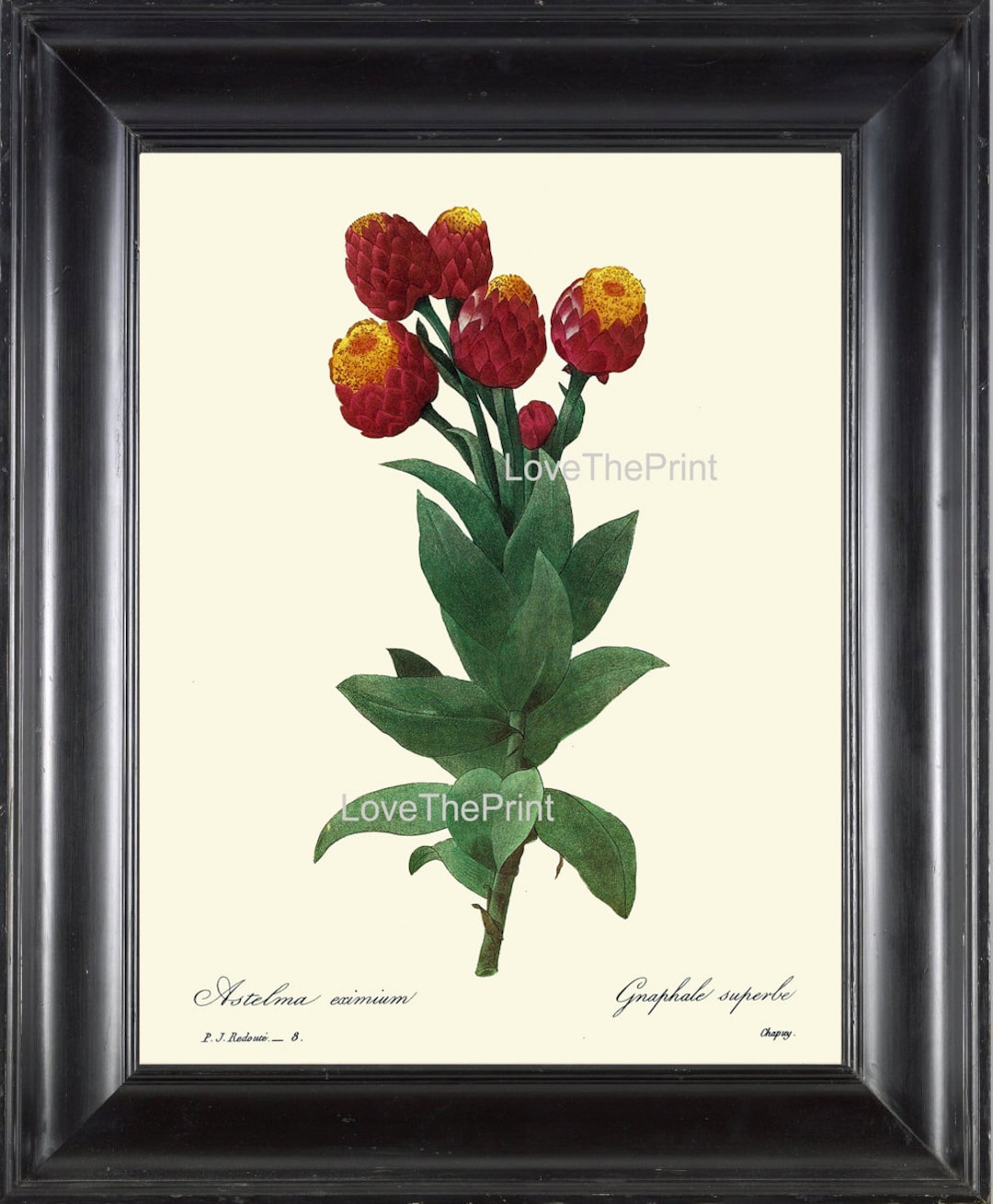 Botanical Print R22 Wall Art Beautiful Red Flowers Spring Summer Garden ...