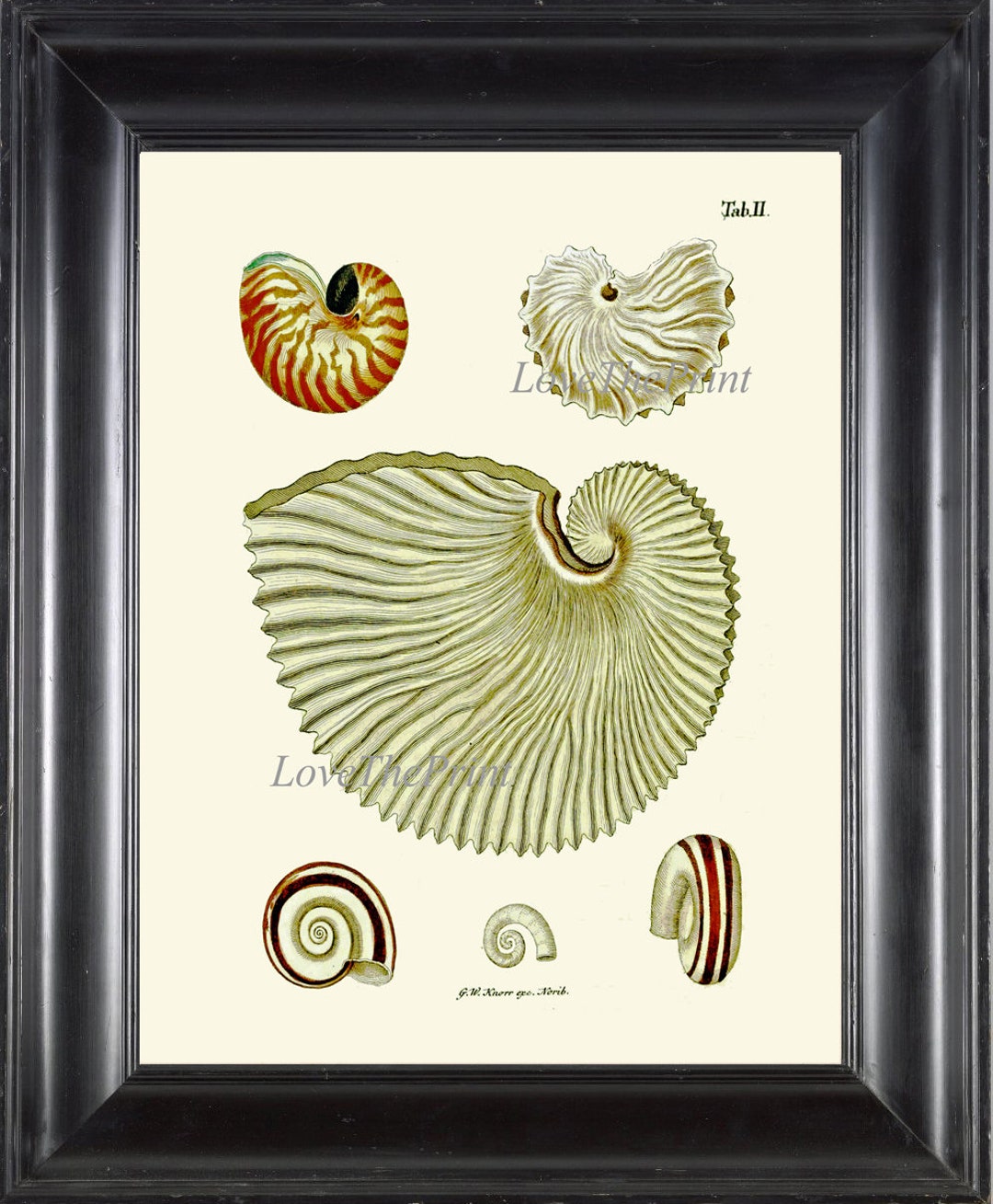 Nautilus Seashell Print Wall Art KG2 Beautiful Large Antique Sea Shell ...
