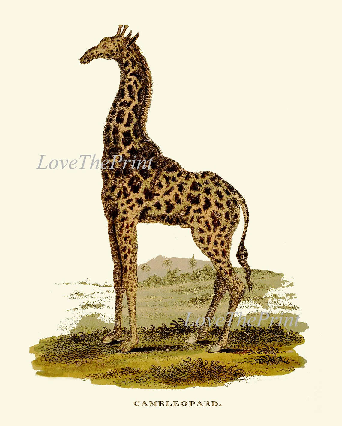 Giraffe Print Set of 3 Prints Beautiful Antique Animal - Etsy