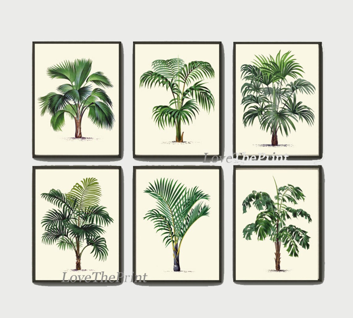 Palm Tree Botanical Art Print Set of 6 Beautiful Antique Green Tropical ...