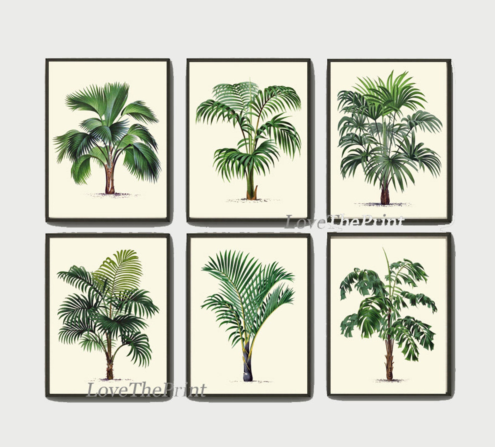 Palm Tree Botanical Art Print Set of 6 Beautiful Antique Green Tropical ...
