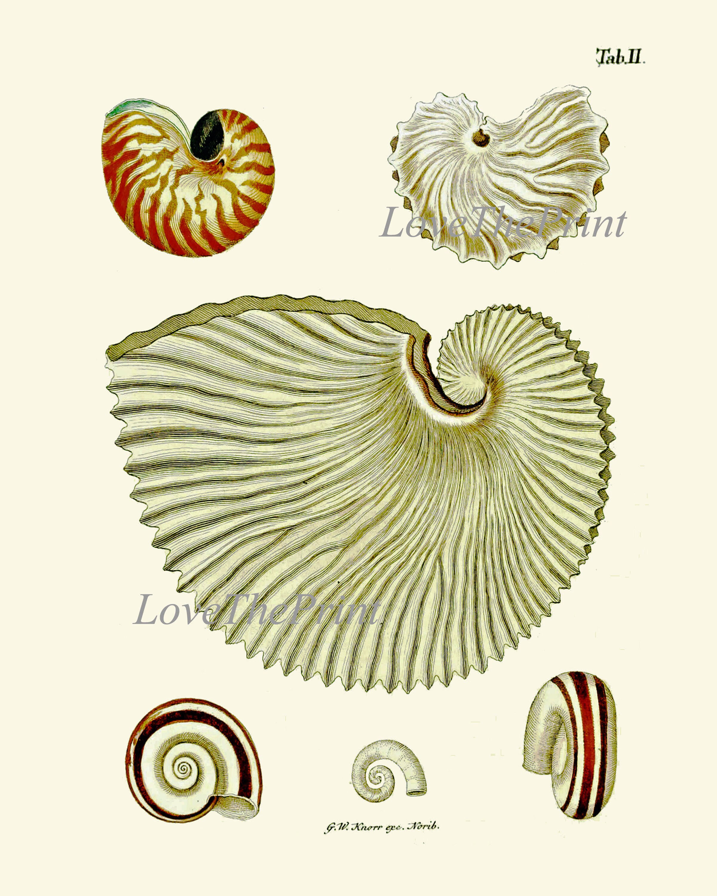 Nautilus Seashell Wall Art Print Set of 2 Prints Beautiful | Etsy