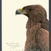 Eagle Print Art 4 Prints African Sea Bateleur Tawn Eagle Forest Country ...