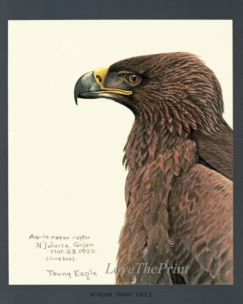 Eagle Print Art 4 Prints African Sea Bateleur Tawn Eagle - Etsy