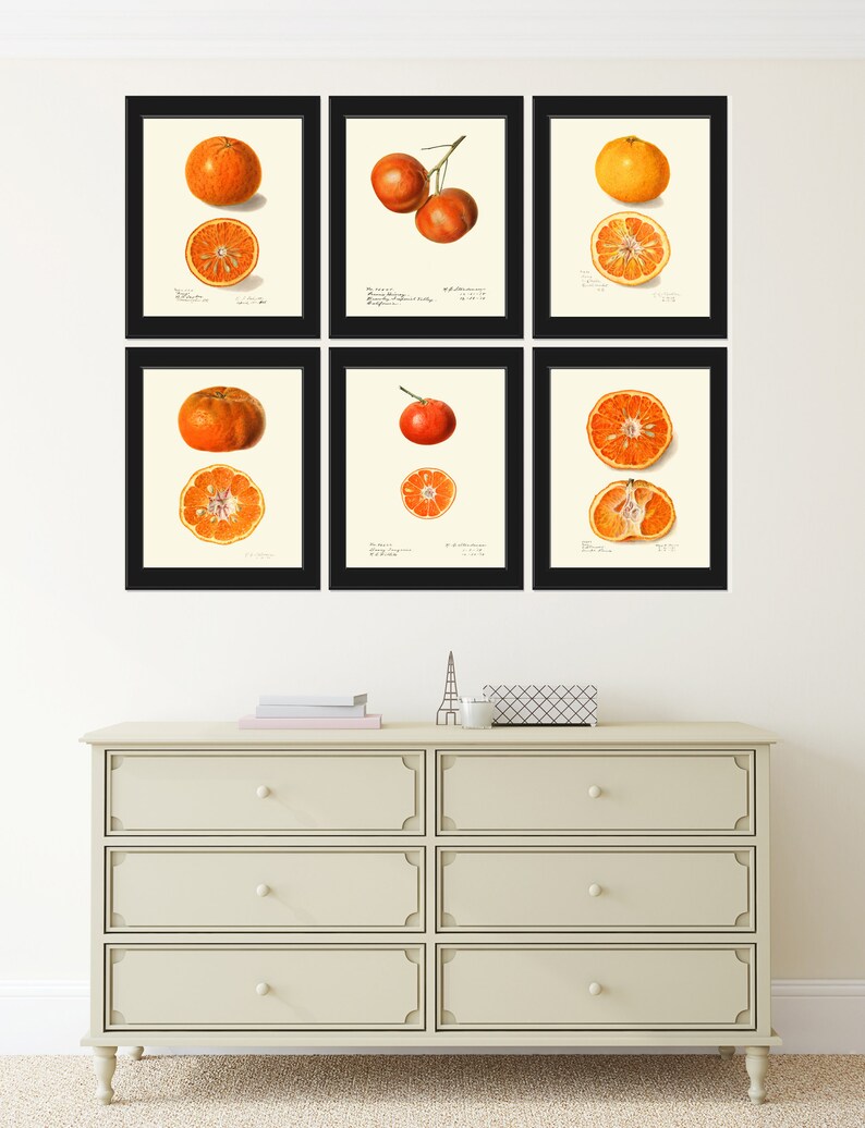 Botanical Mandarin Tangerine Art Print US18 Beautiful Large | Etsy