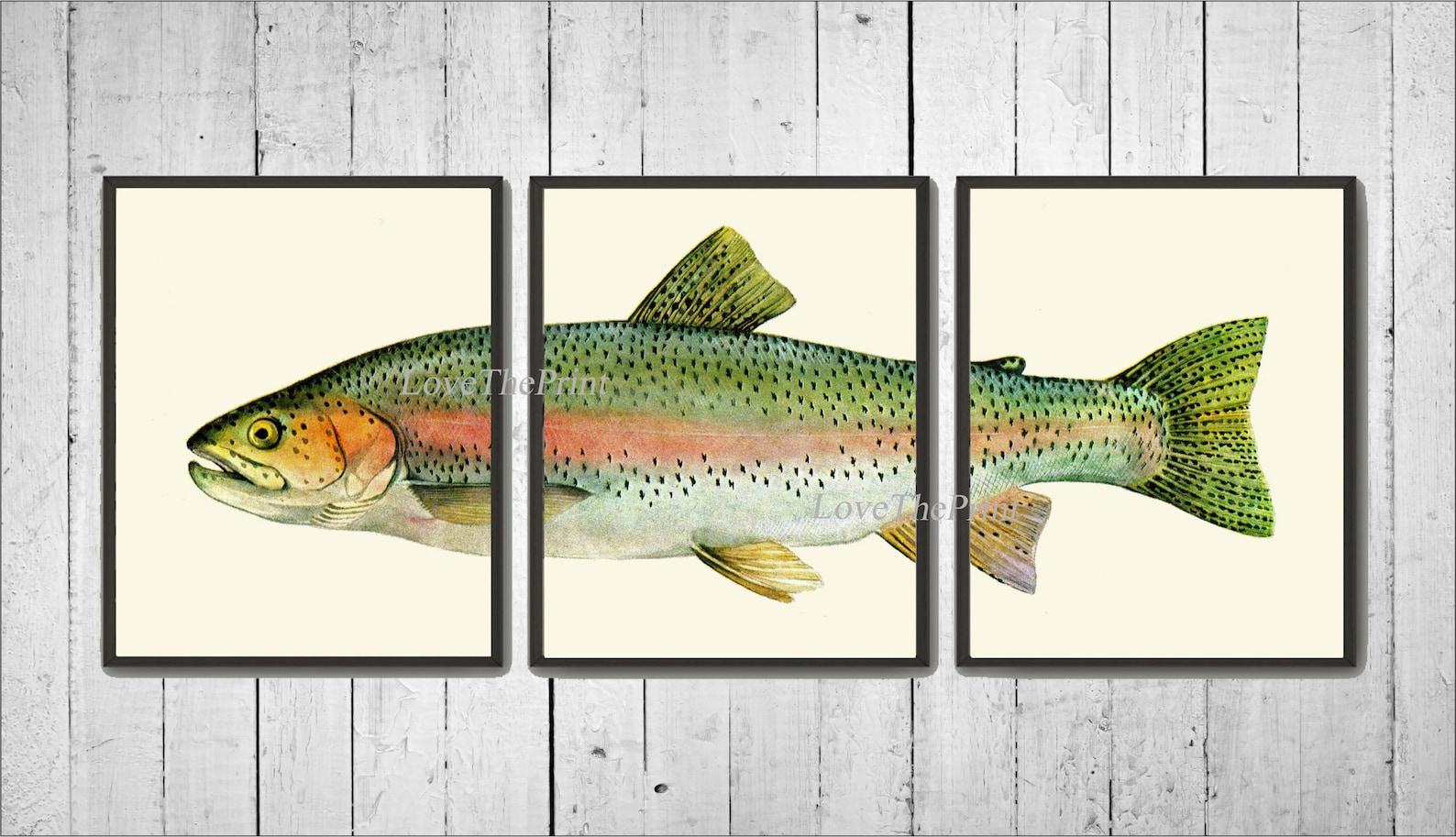 Rainbow Trout Print Wall Art Set of 3 Beautiful Antique - Etsy
