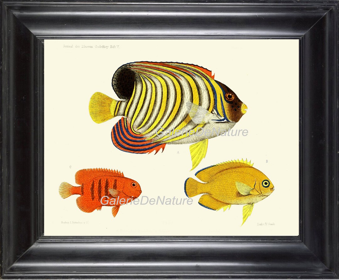FISH PRINT Art F 36 4x6 5x7 8x10 11x14 Beautiful Queen Angelfish ...