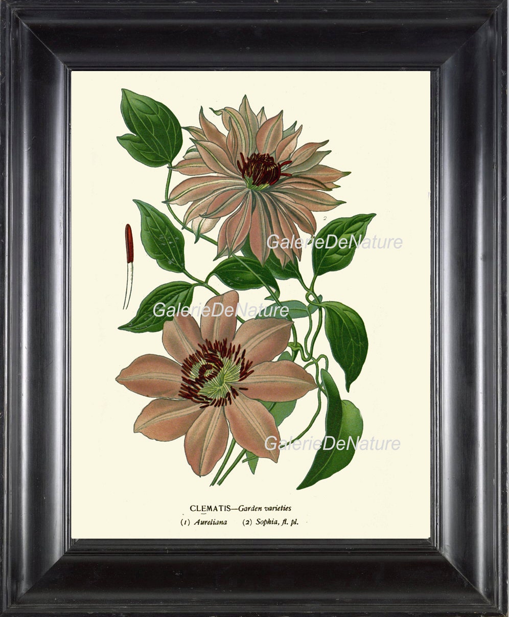 BOTANICAL PRINT Flower Art S2 Beautiful Pink Antique Large | Etsy