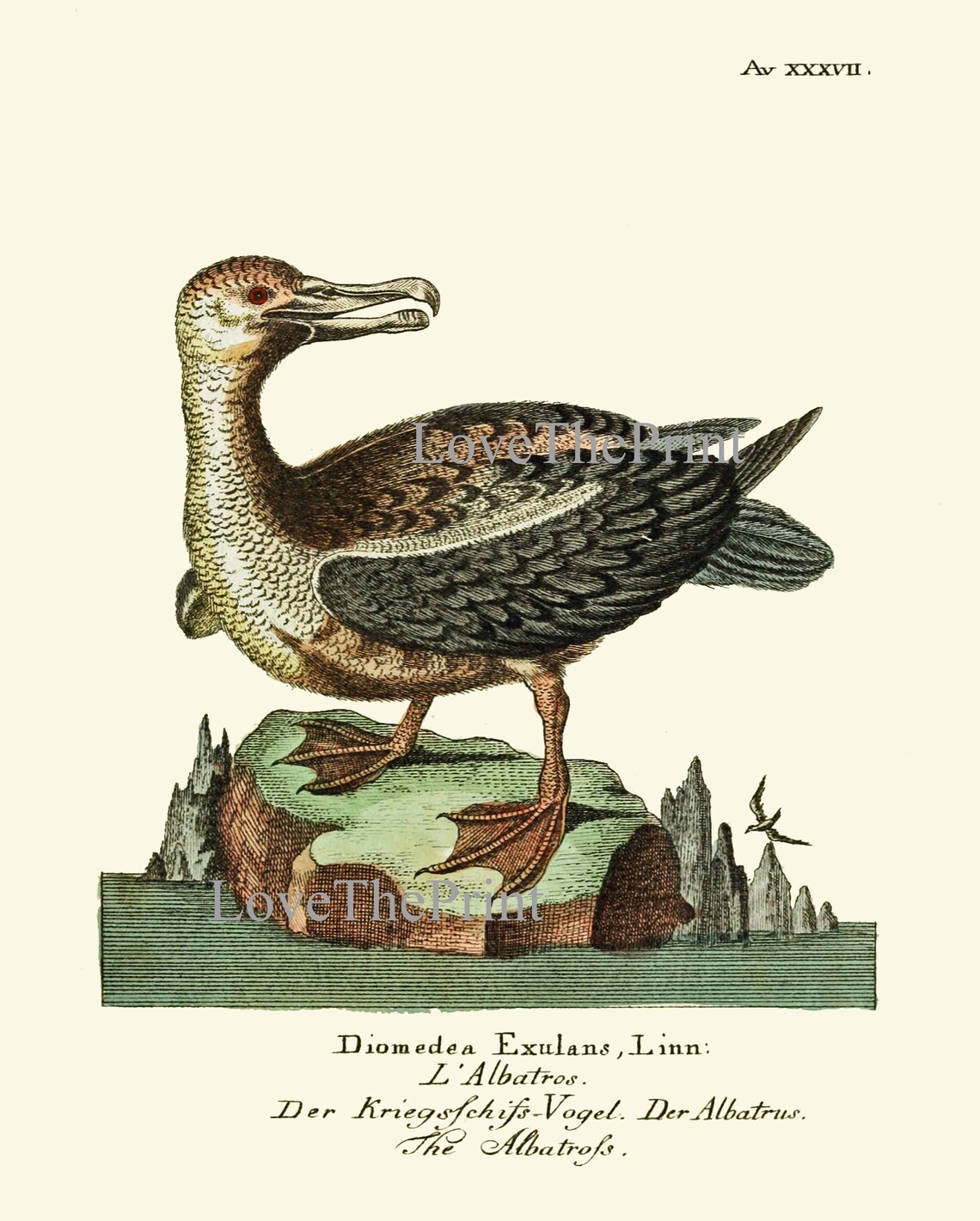 Bird Art Print HJF4 Beautiful Antique Albatross Seabird Sea Ocean ...