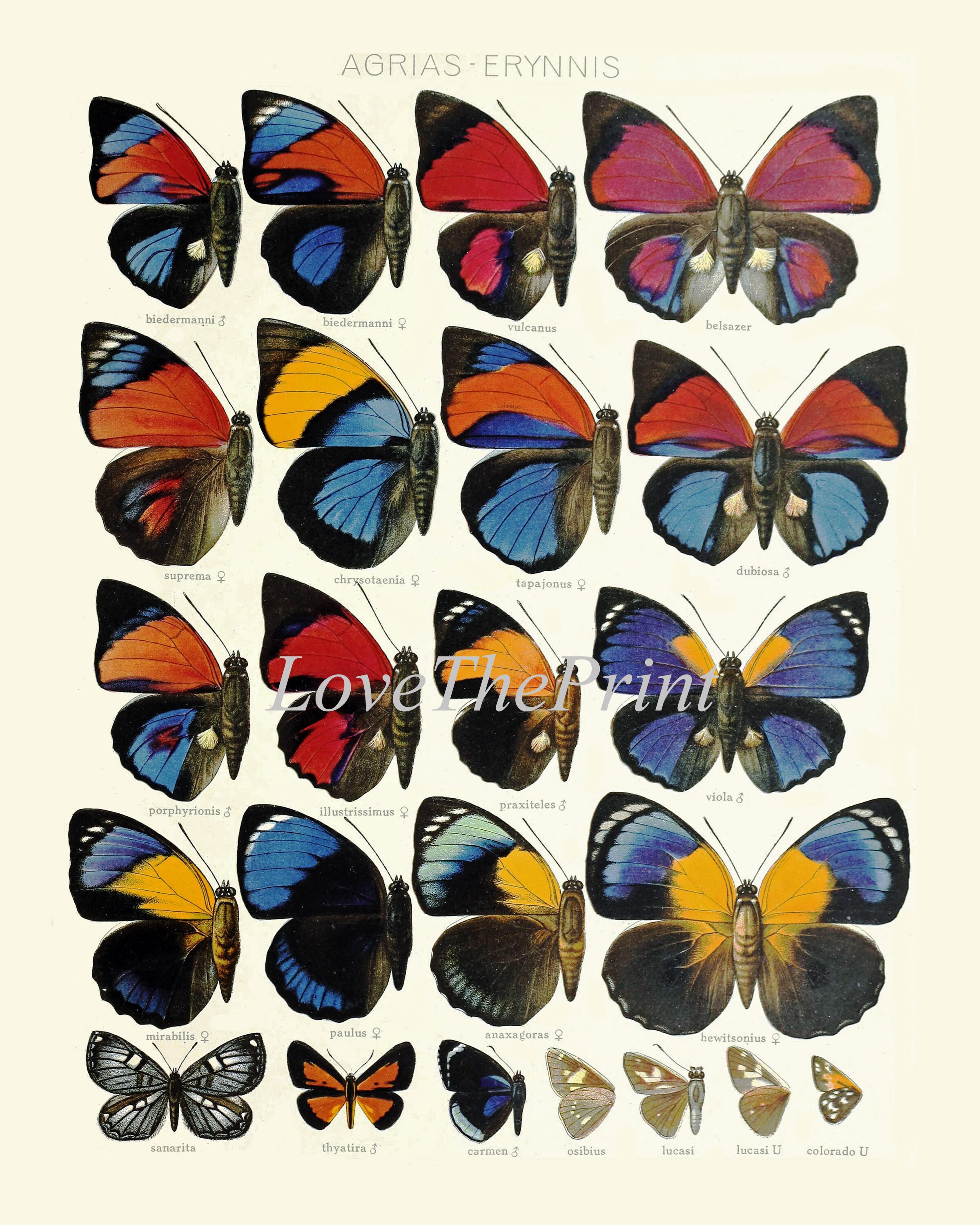 Beautiful Butterflies Chart PRINT SET of 6 Antique Vintage | Etsy