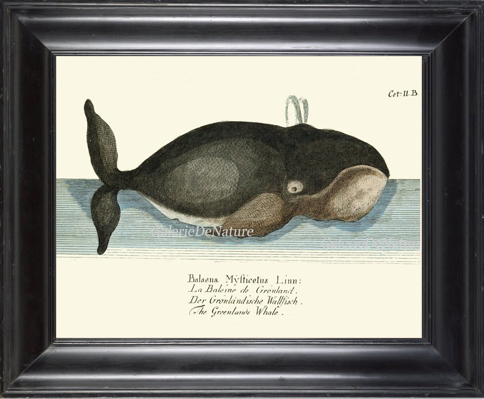 Whale Art Print 3 4x6 5x7 8x10 11x14 Beautiful Antique Ocean | Etsy