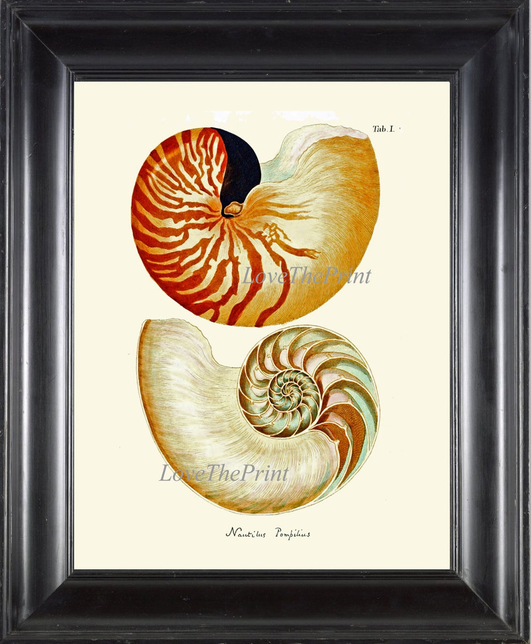 Nautilus Sea Shell Print Wall Art KG1 Beautiful Large Antique Seashell ...